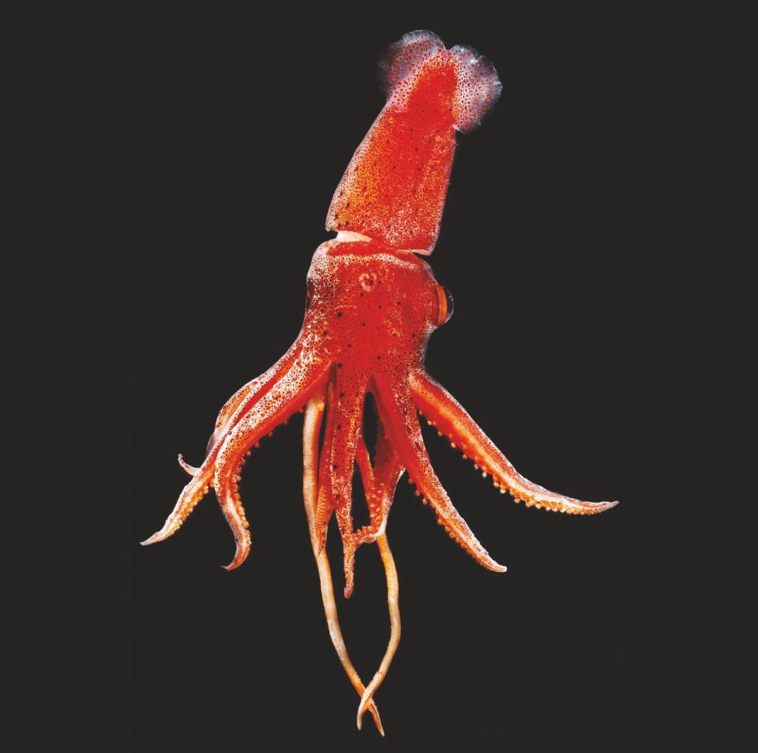 How Many Tentacles Does a Squid Have? | Community Magazine