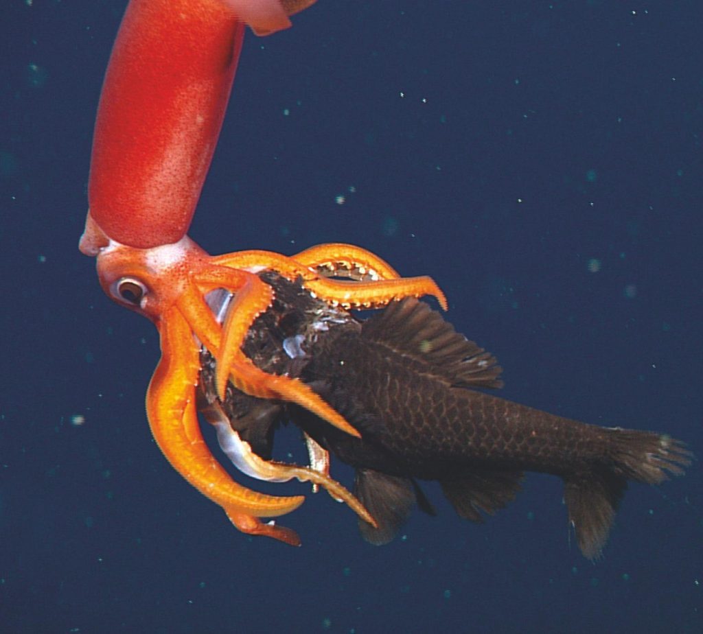 How Many Tentacles Does a Squid Have? | Community Magazine
